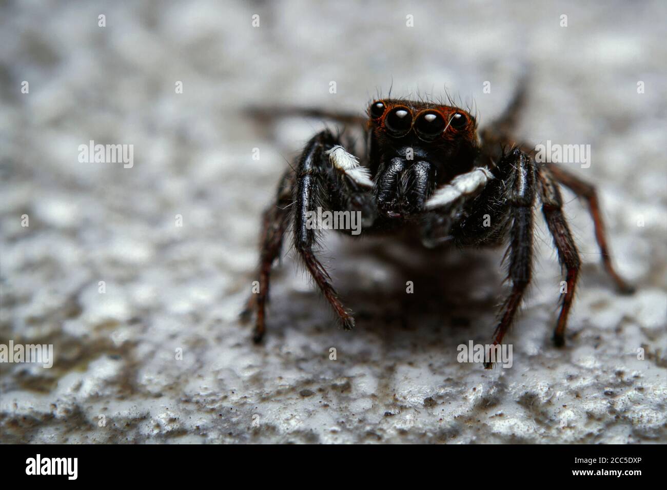 Macro shot jumping spider hi-res stock photography and images - Alamy