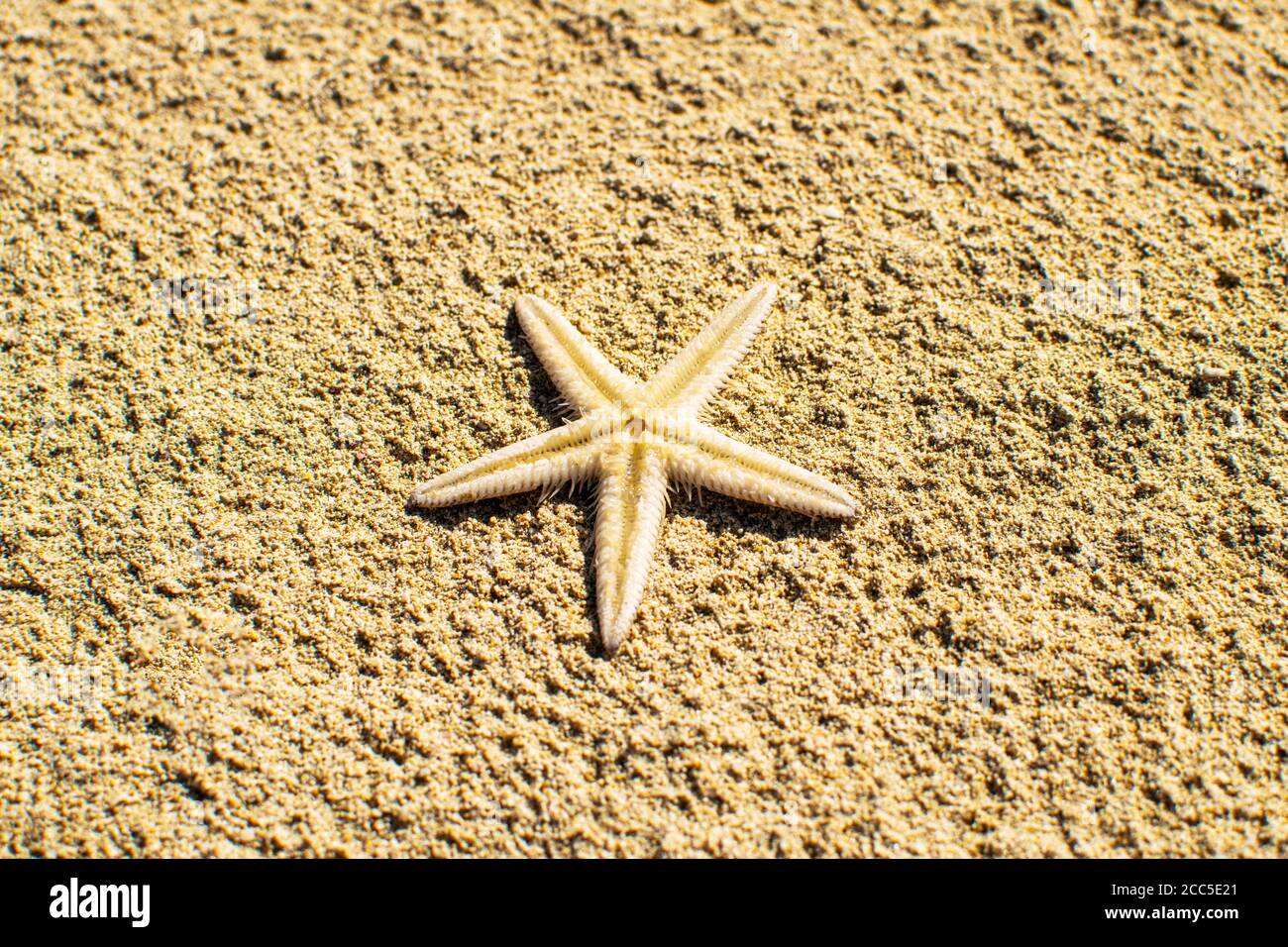 Bumpy starfish hi-res stock photography and images - Alamy