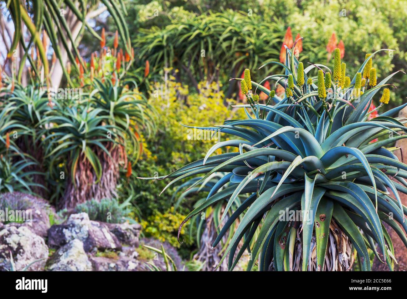 New aloe vera hi-res stock photography and images - Alamy