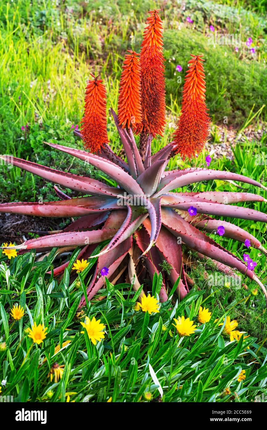 Aloe Vera flowers blossom in lake shore, New Zealand Stock Photo - Alamy