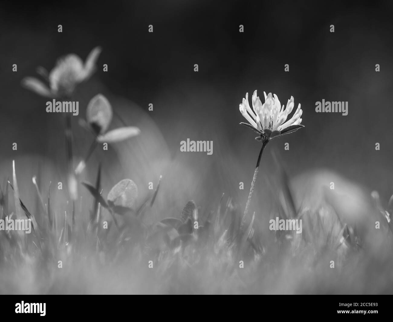 Garden red clover lawn Black and White Stock Photos & Images - Alamy