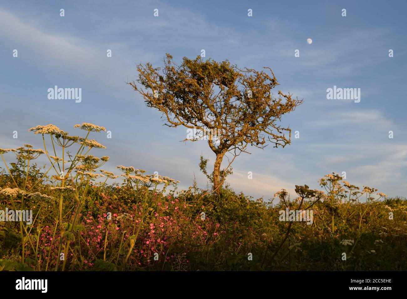 Moon tree hi-res stock photography and images - Alamy