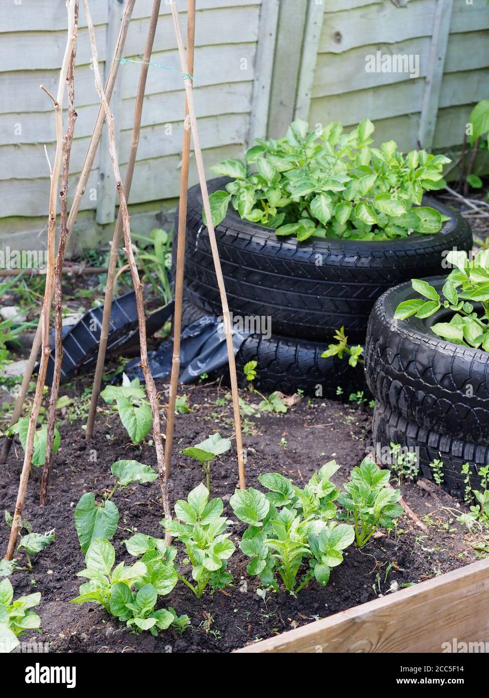 a small vegetable patch in a back garden growing potatoes, runner beans ...