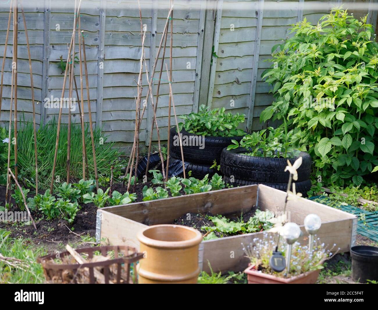 a small vegetable patch in a back garden growing potatoes, runner beans ...
