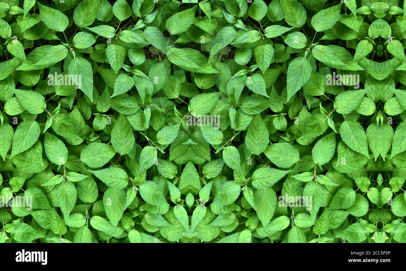 plant leaves foliage texture photo background Stock Photo - Alamy