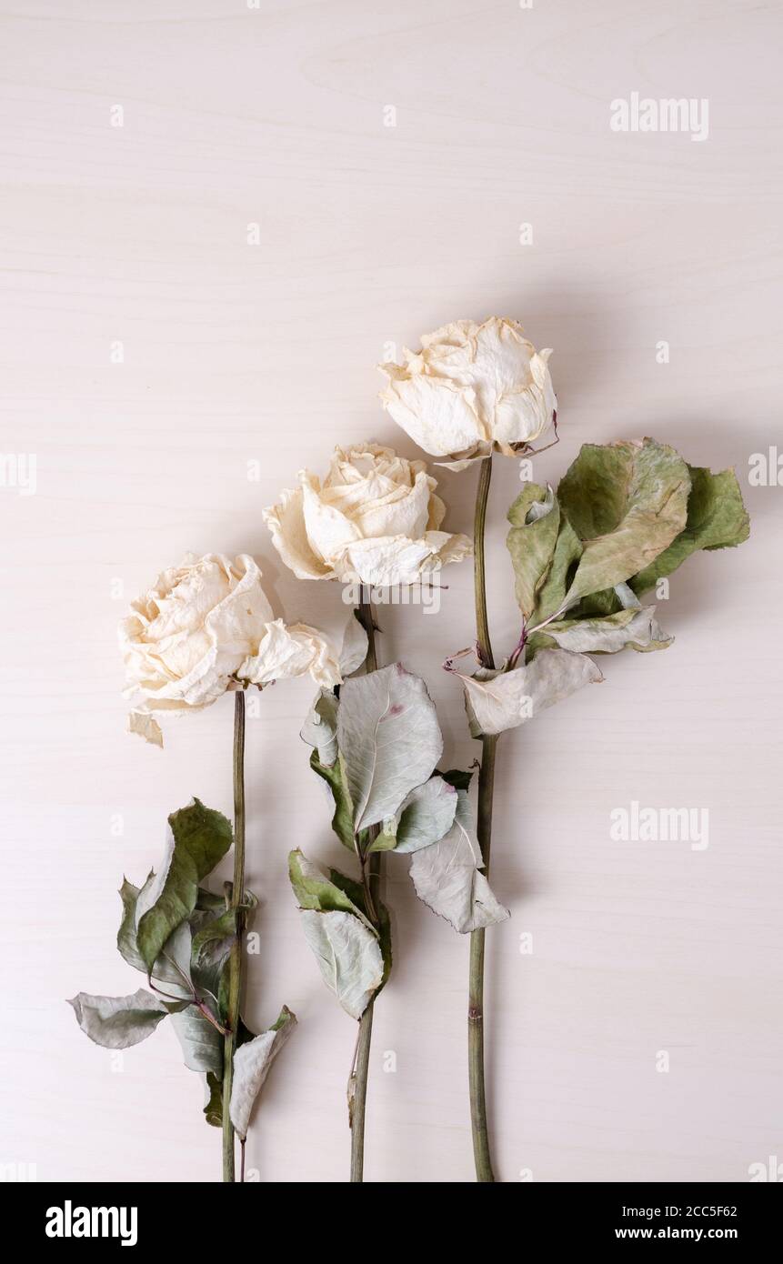 Rosa chinensis, dried up white roses on bright wooden background ...