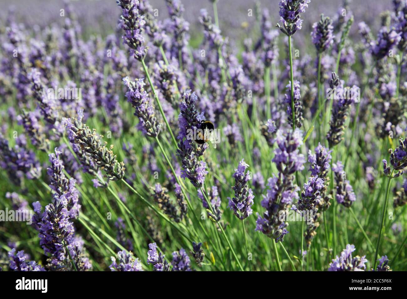 Lavender field, surrey, uk hi-res stock photography and images - Alamy