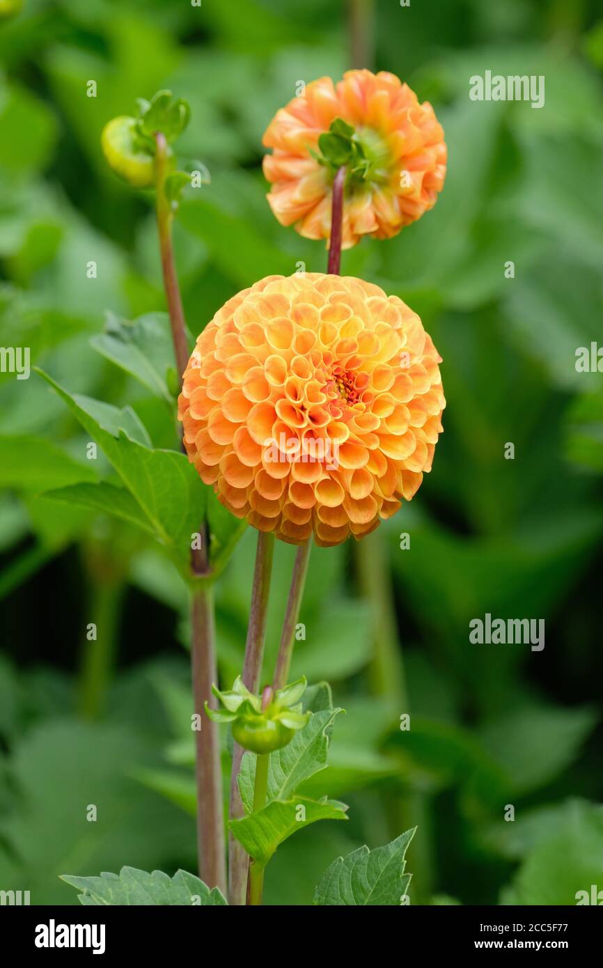 Dahlia Bantling. Pompon Type Stock Photo - Alamy