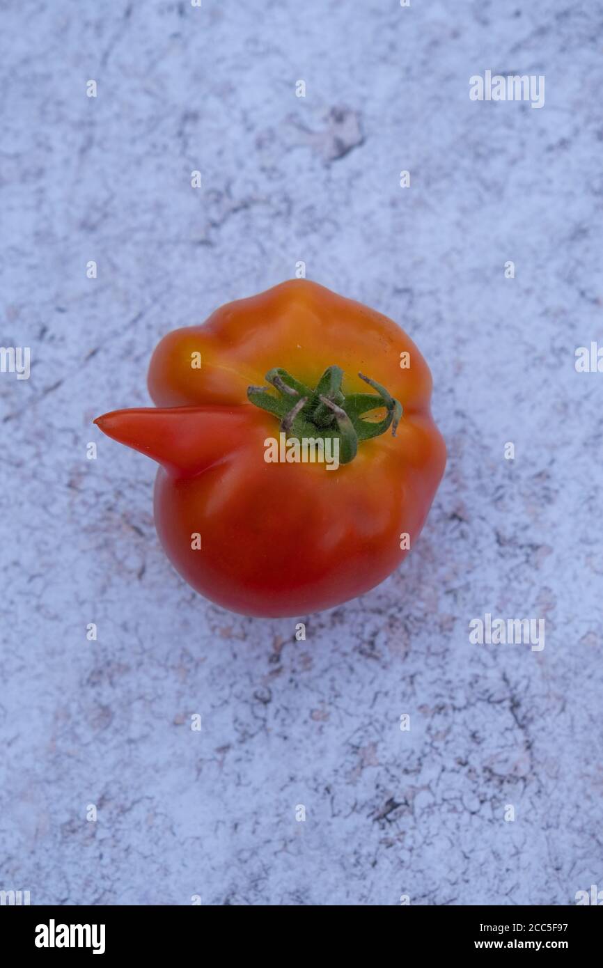 Tomato rude hi-res stock photography and images - Alamy