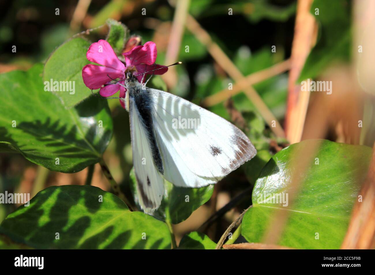 Small White with shadow on wing Stock Photo - Alamy