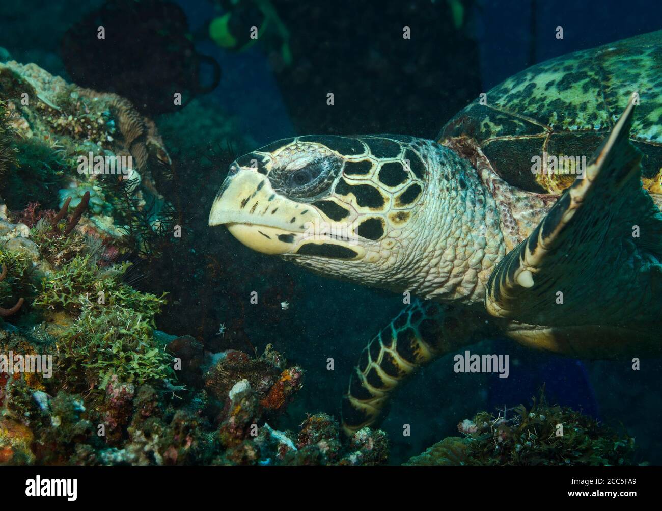 Turtle eating fish hi-res stock photography and images - Alamy