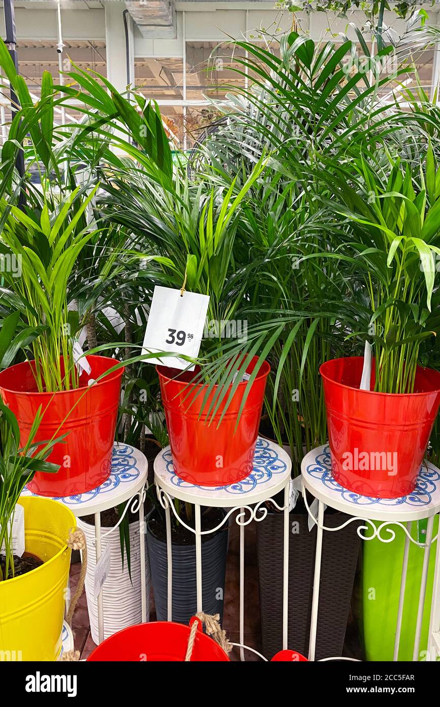 Houseplants in pots in garden shop. Various green plants is sold in ...