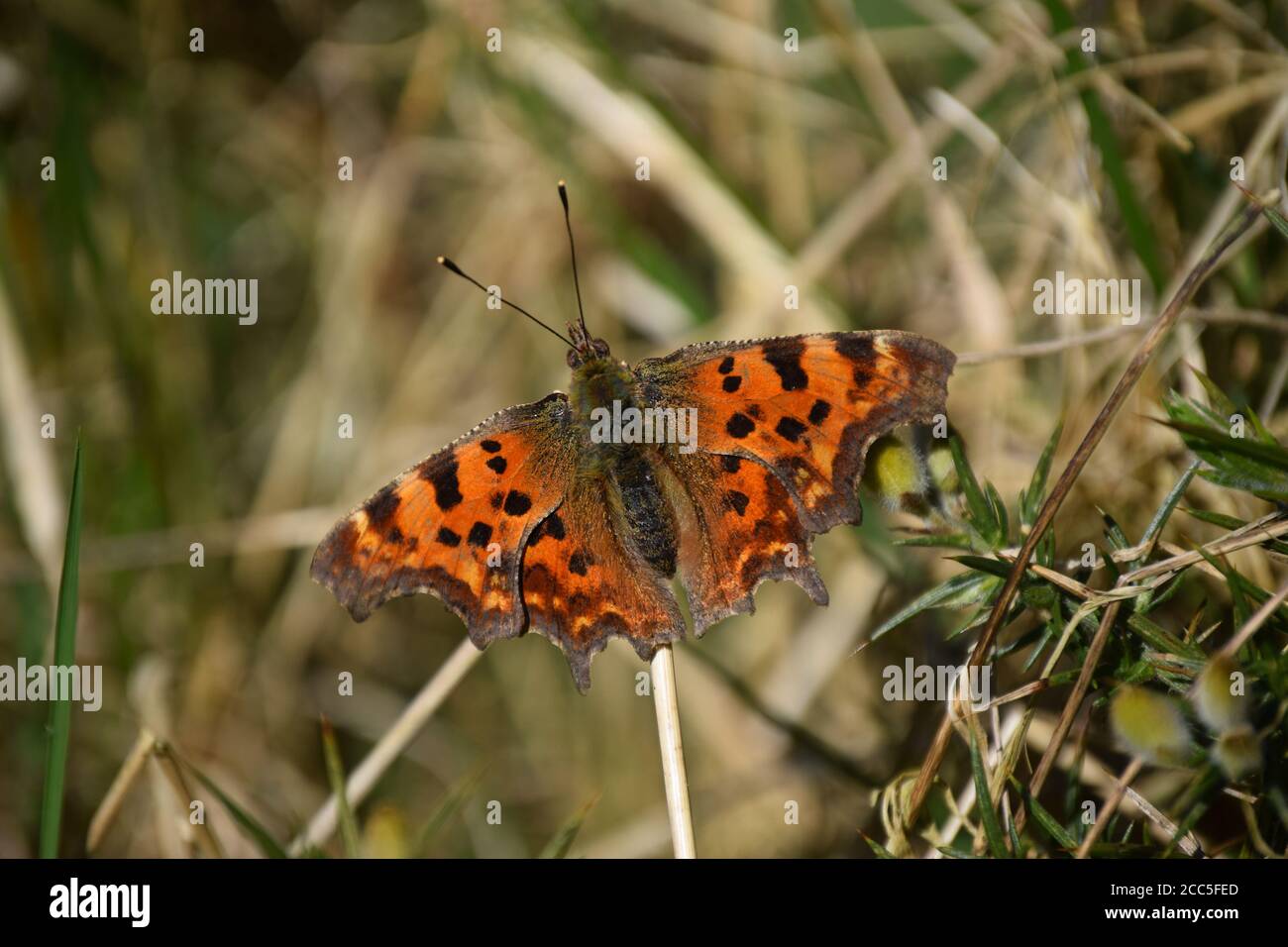 Comma at resr hi-res stock photography and images - Alamy