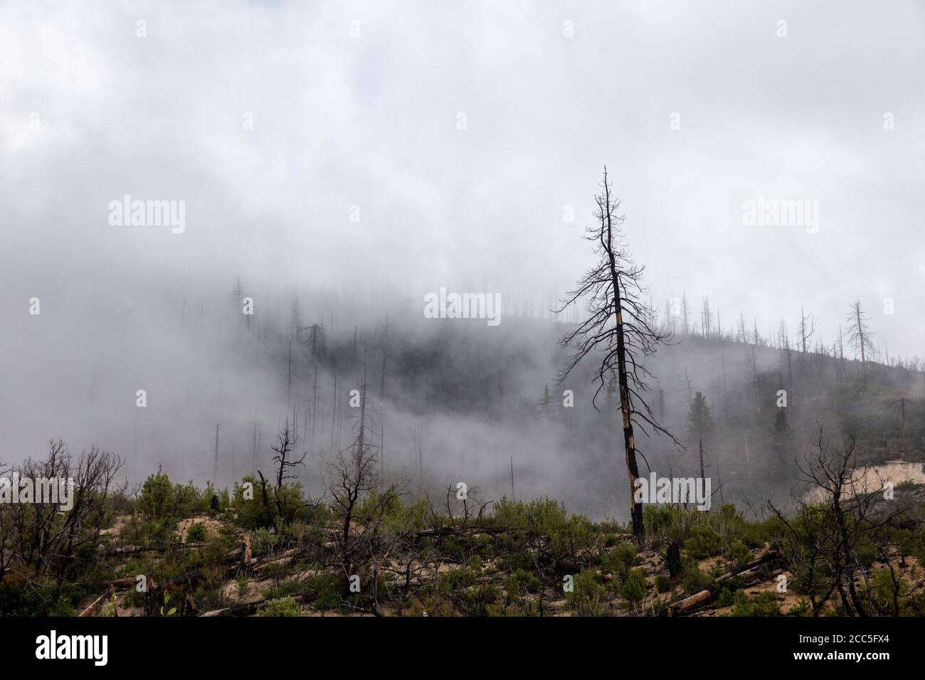 Shot of a dead tree in the foggy forest Stock Photo - Alamy