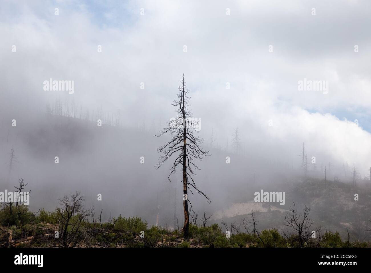 Shot of a dead tree in the foggy forest Stock Photo - Alamy
