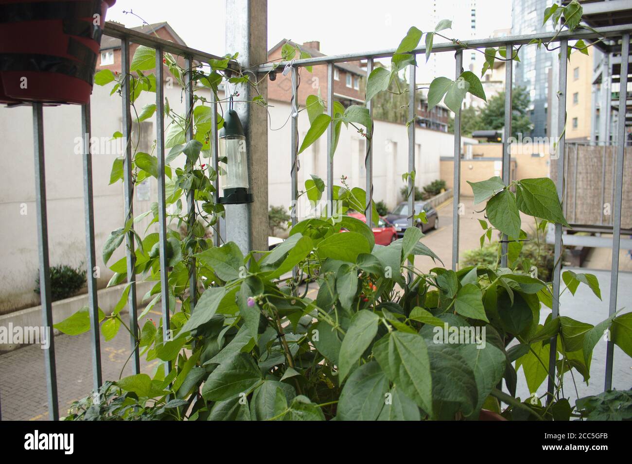 Dwarf runner bean plants hi-res stock photography and images - Alamy