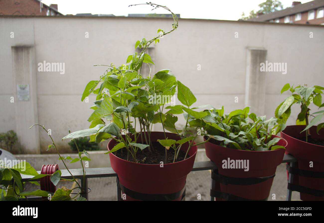 Dwarf runner bean plants hi-res stock photography and images - Alamy