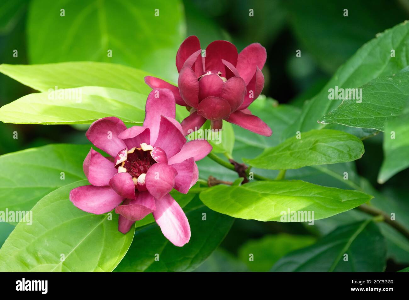 Deep red fragrant flowers tipped with cream. Calycanthus aphrodite ...