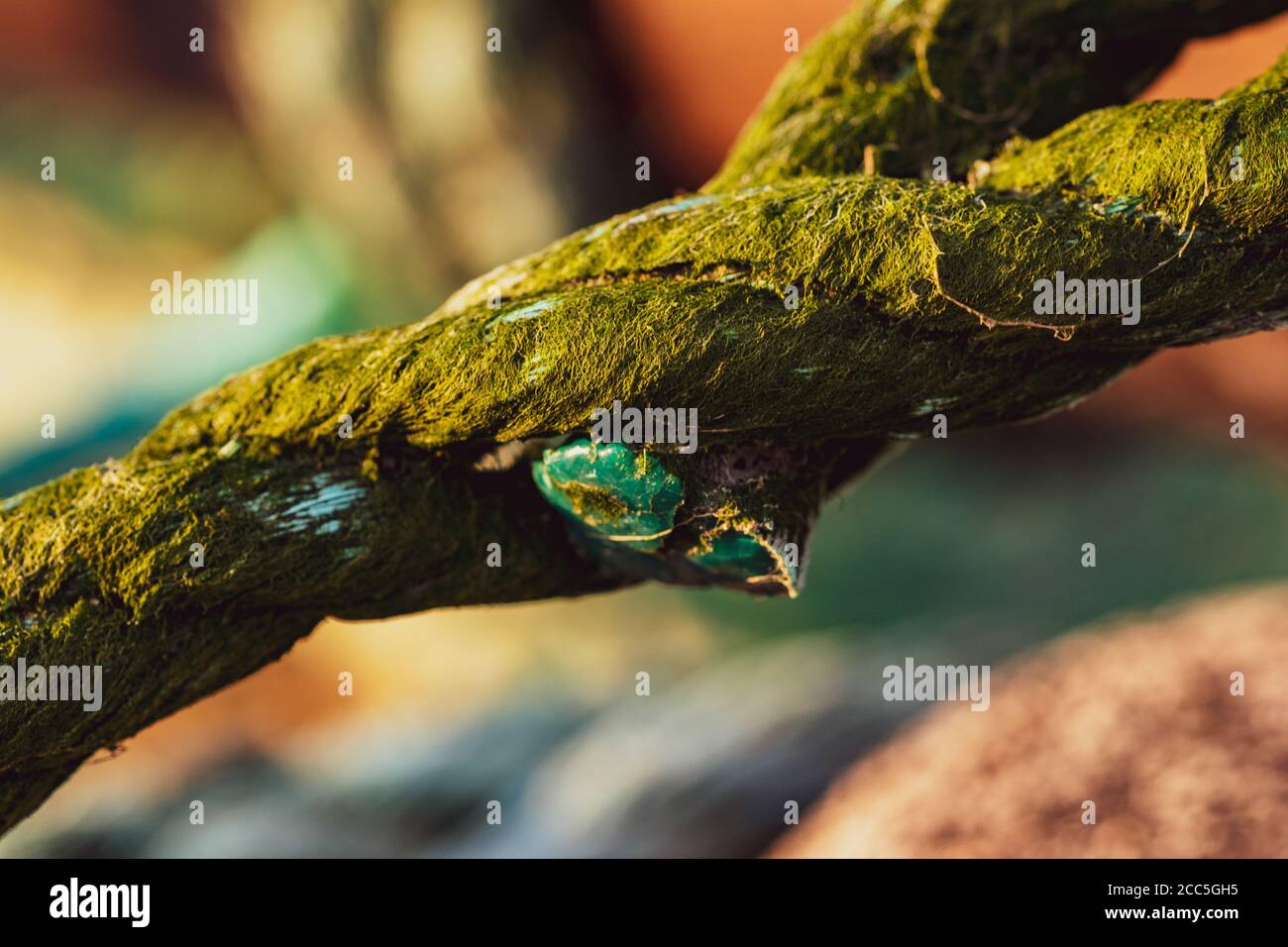 Mossy rope hi-res stock photography and images - Alamy