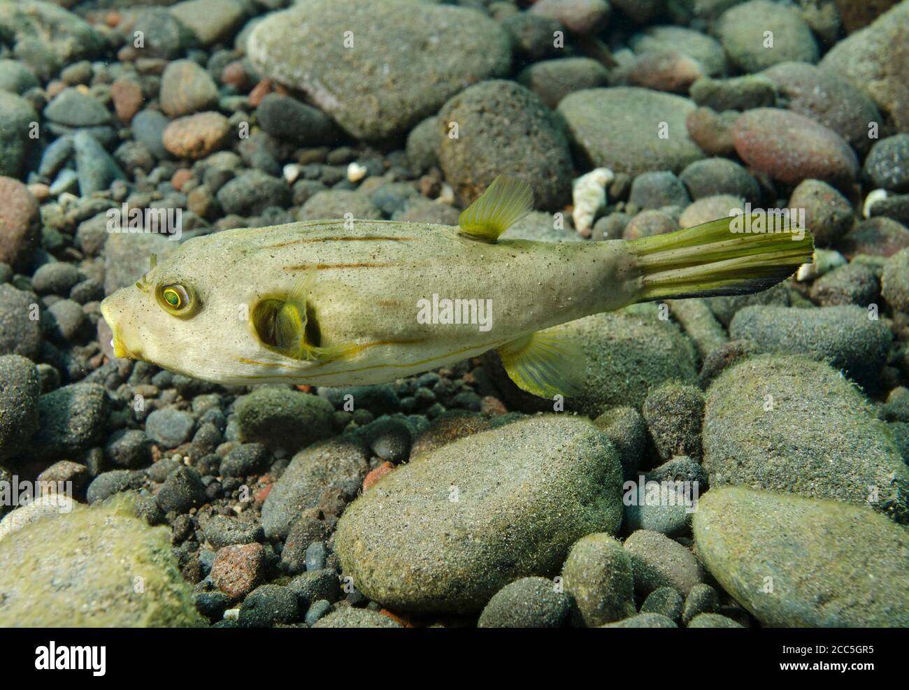 Narrow-lined puffer, Arothron manilensis, swimming over ocean floor ...
