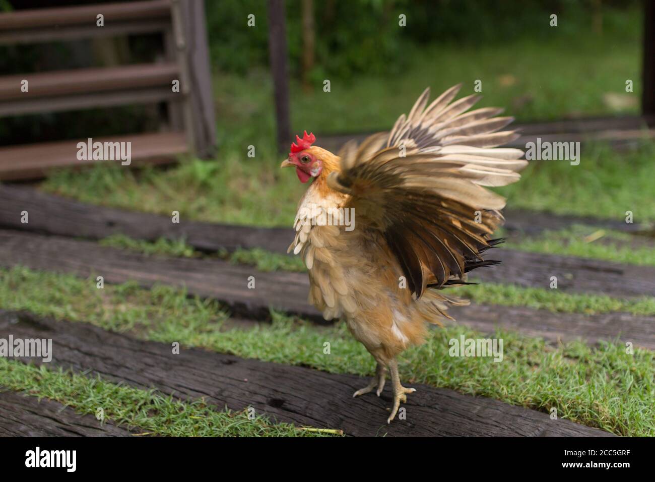 Rooster chickens on traditional free range poultry farm Stock Photo - Alamy