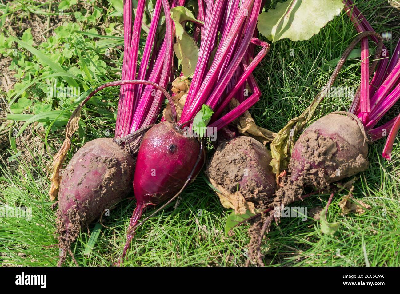 fresh crops of organic beetroot on the field background. Natural ...
