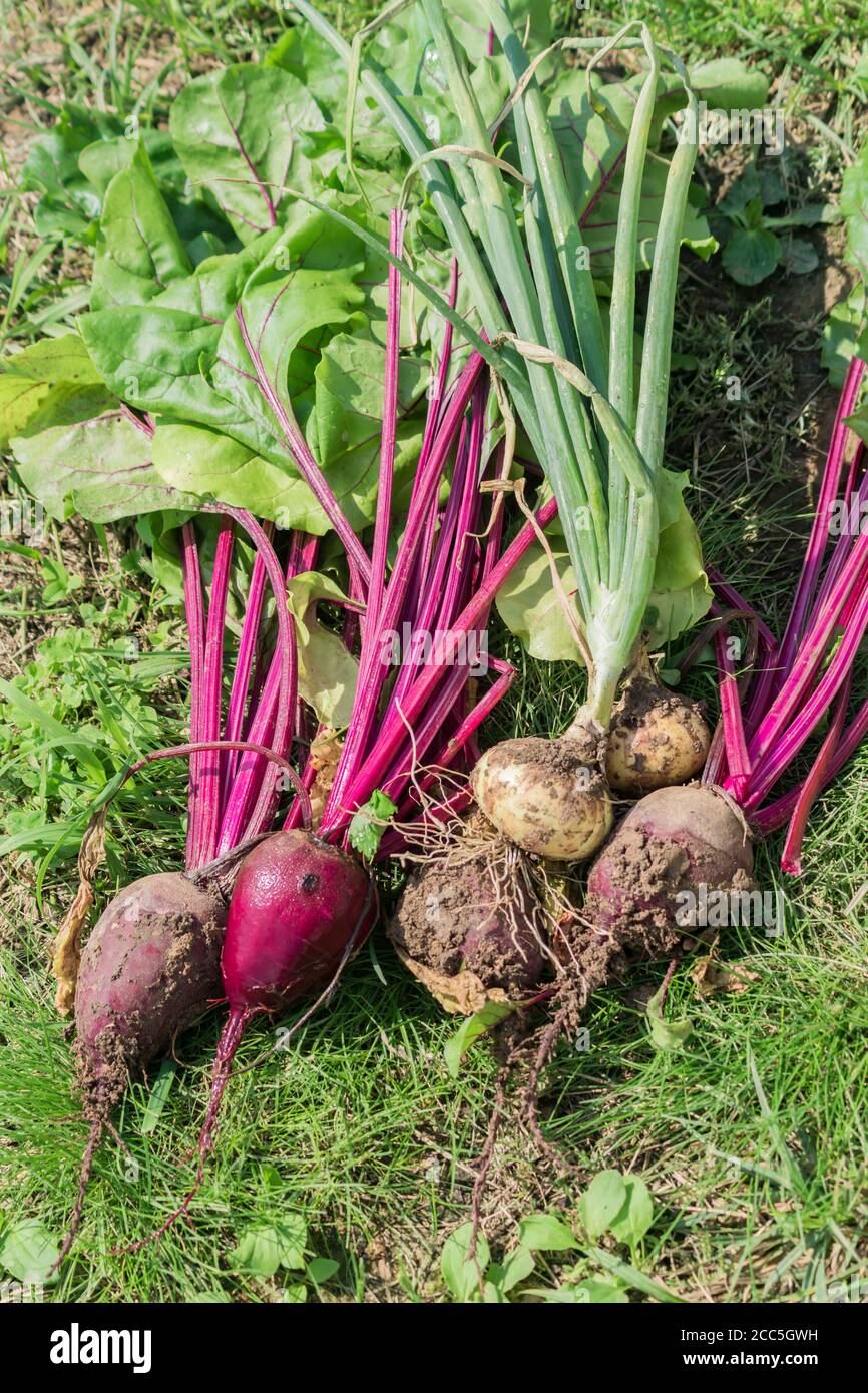 fresh crops of organic beetroot on the field background. Natural ...