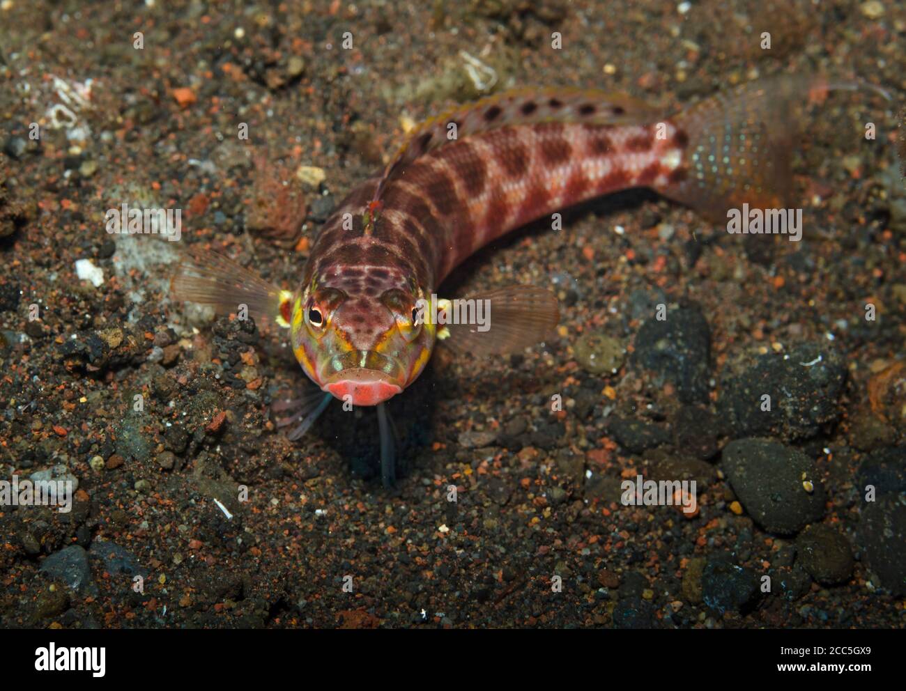 Lizardfish indonesia hi-res stock photography and images - Alamy