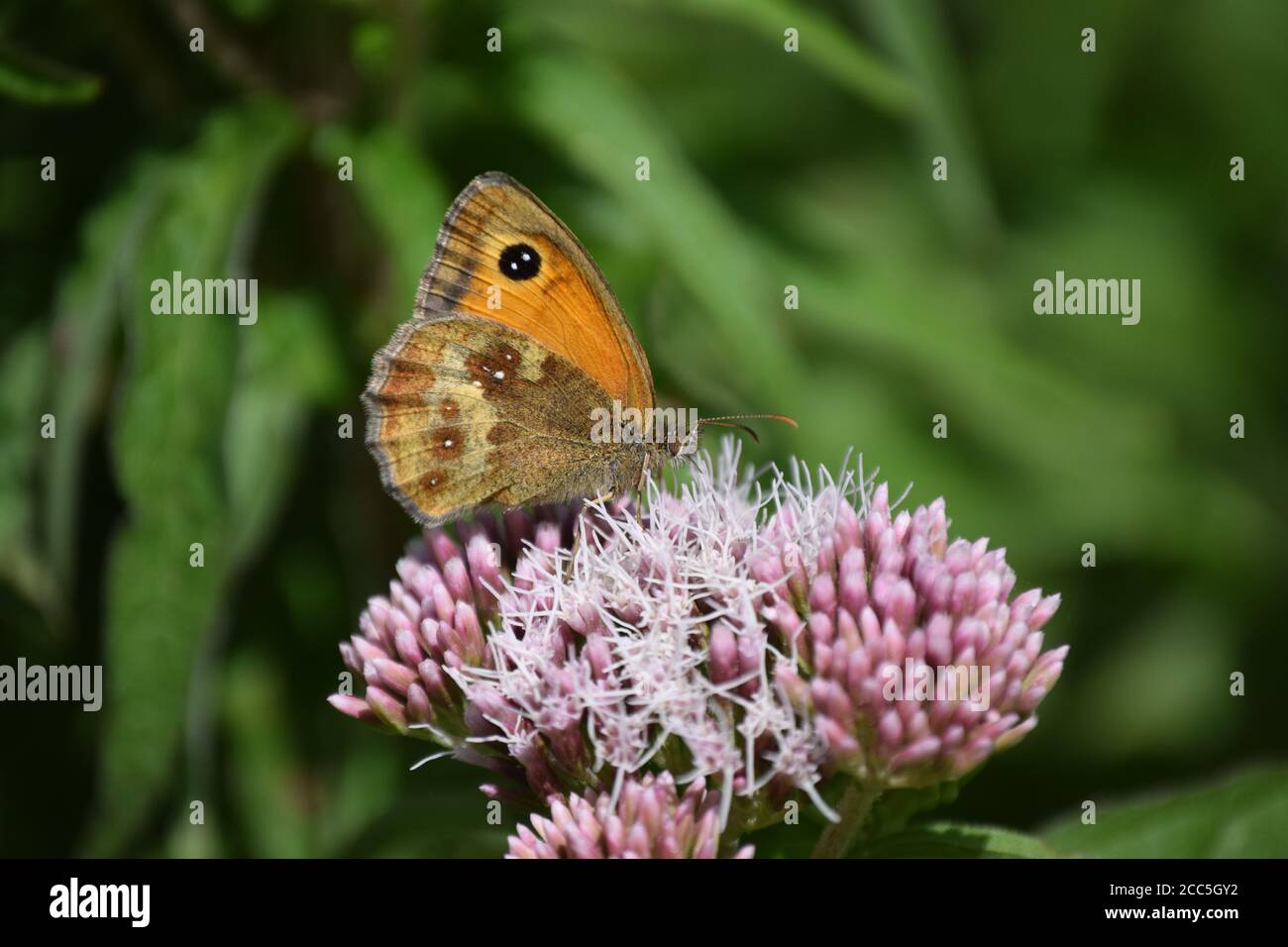 Gatekeeper wings together hi-res stock photography and images - Alamy