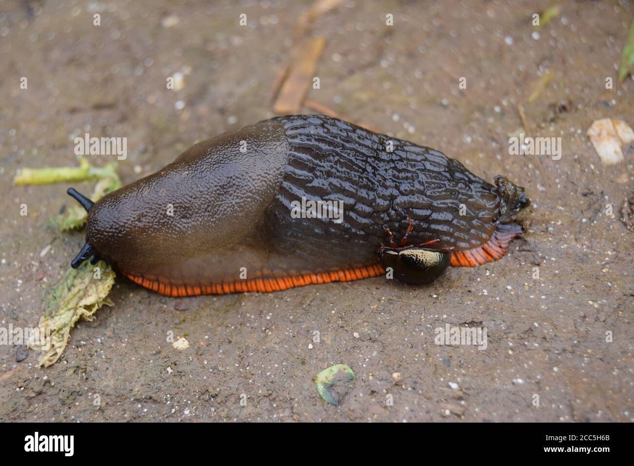 Slug and metallic beetle hi-res stock photography and images - Alamy
