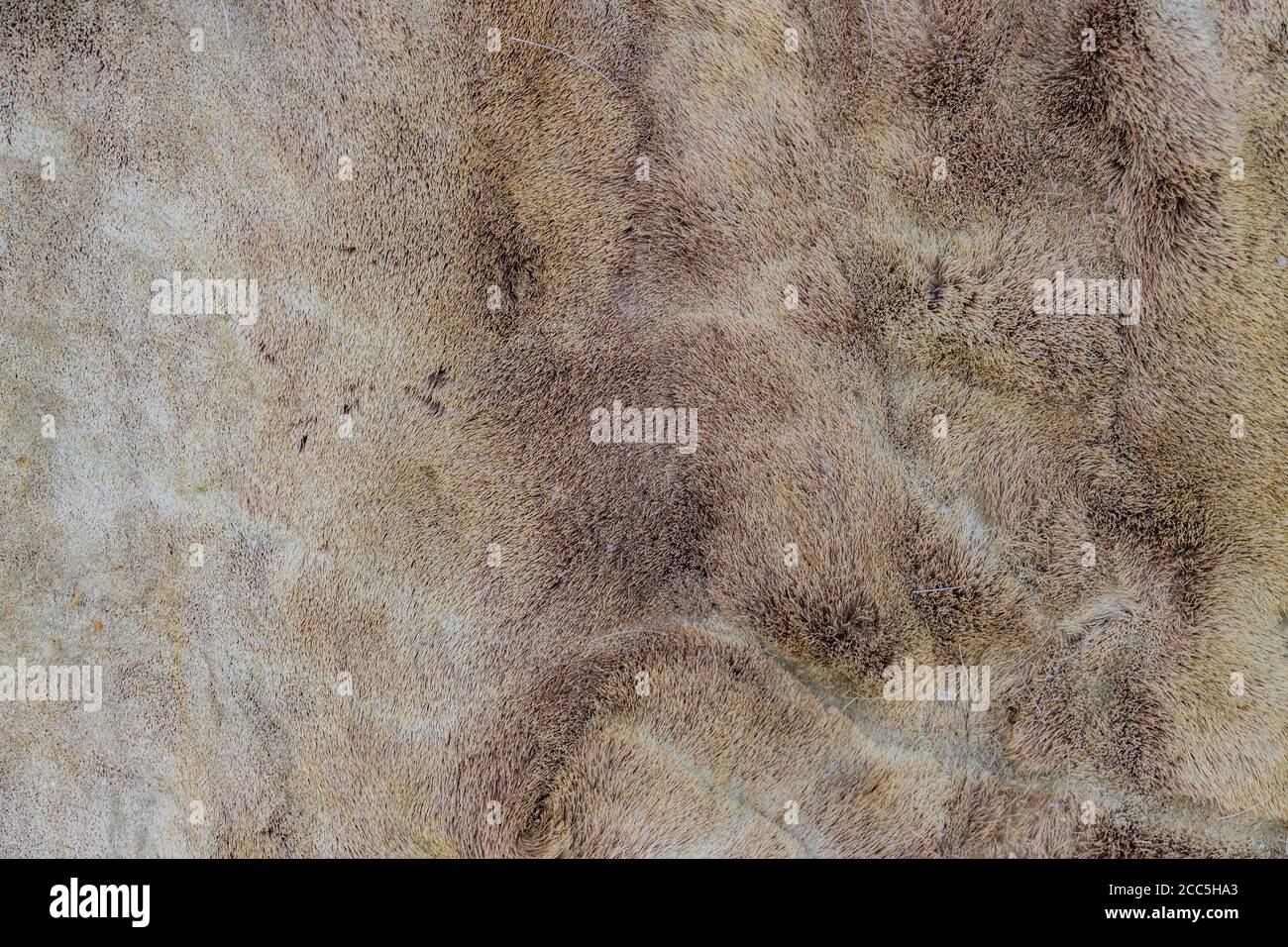 deer skin background texture, seamless pattern for design Stock Photo ...