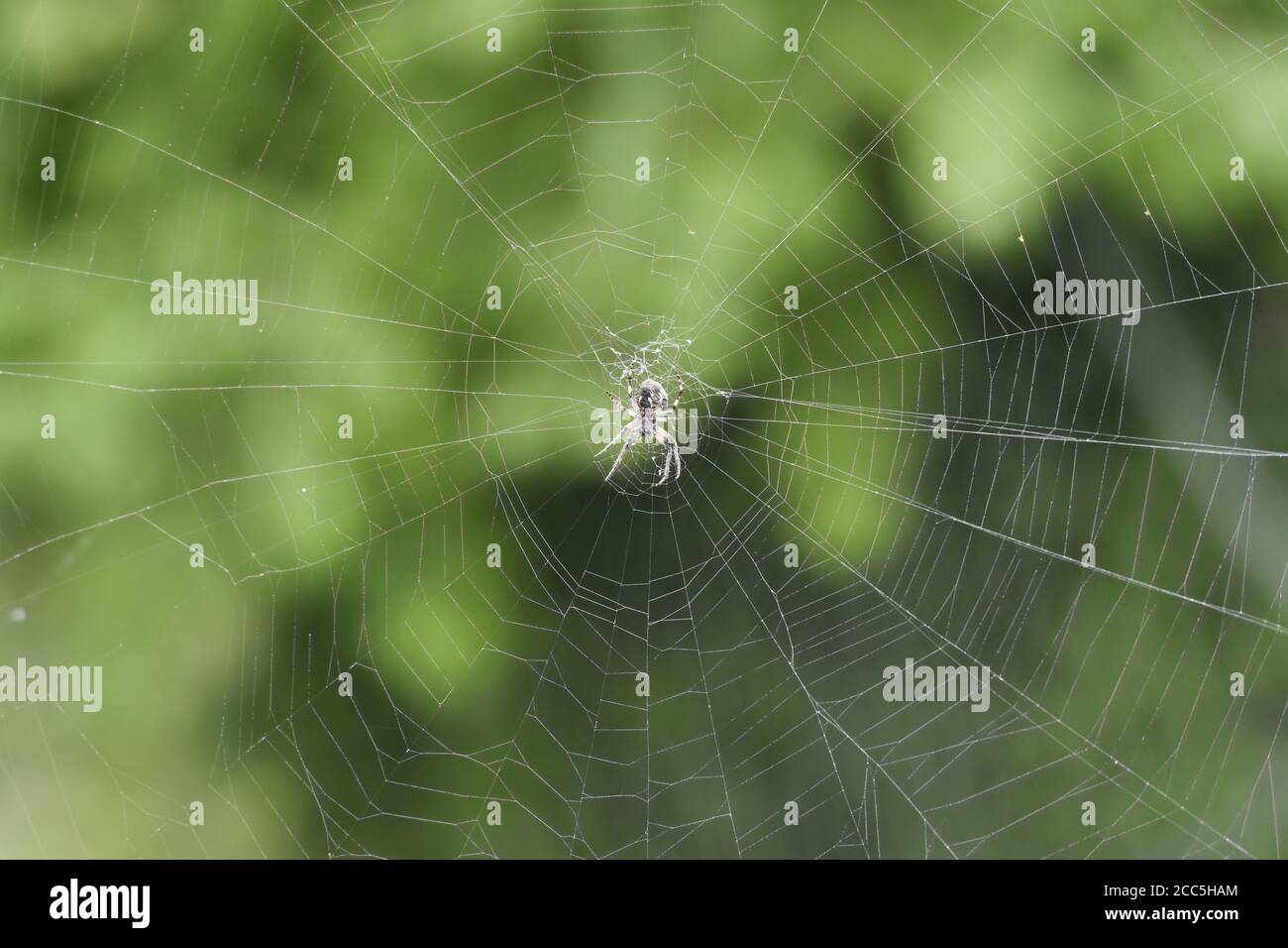 Spider closeup on her web Stock Photo - Alamy