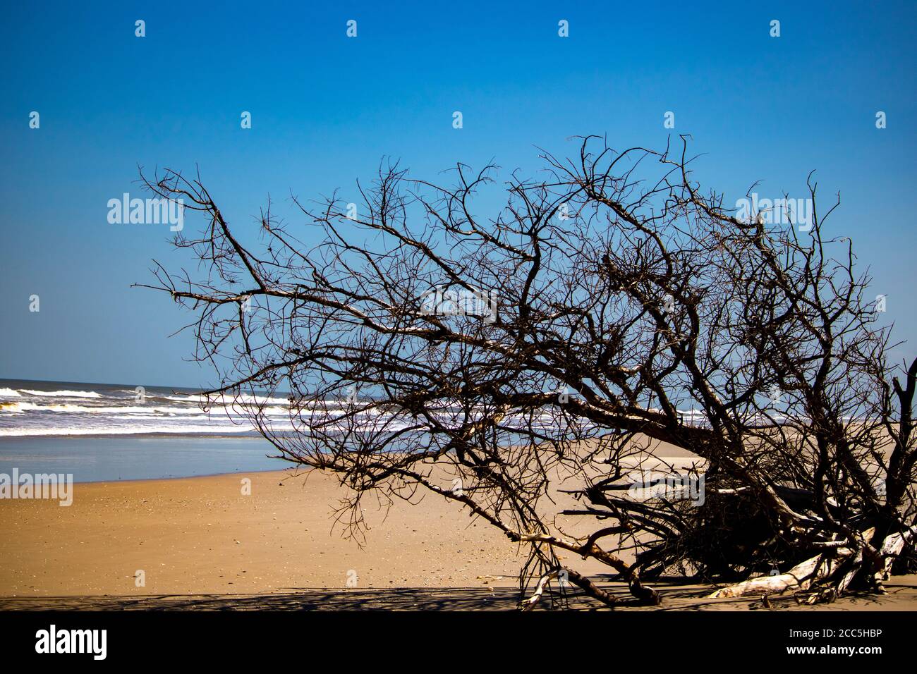 Tree in the sea Stock Photo - Alamy