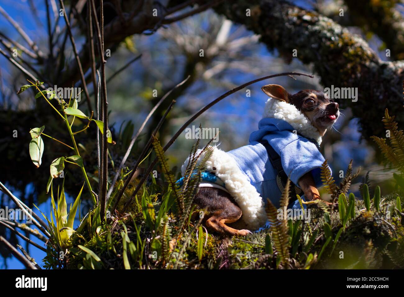 Adorablepuppypics hi-res stock photography and images - Alamy