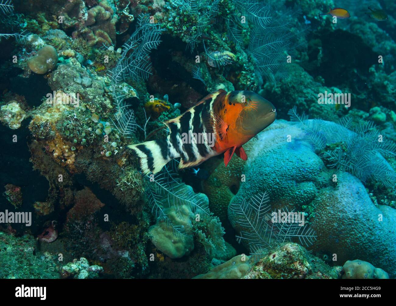 Red breasted wrasse hi-res stock photography and images - Alamy
