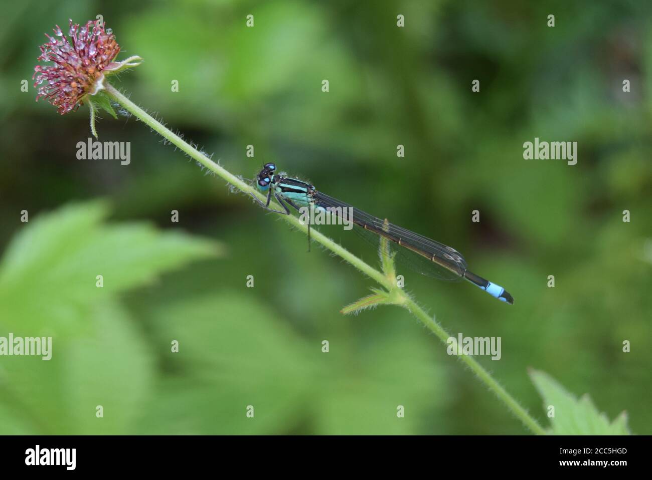 Flower and common ischnura hi-res stock photography and images - Alamy