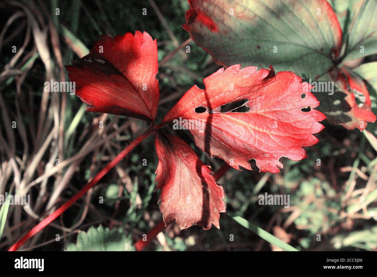 Soft autumn colours hi-res stock photography and images - Alamy