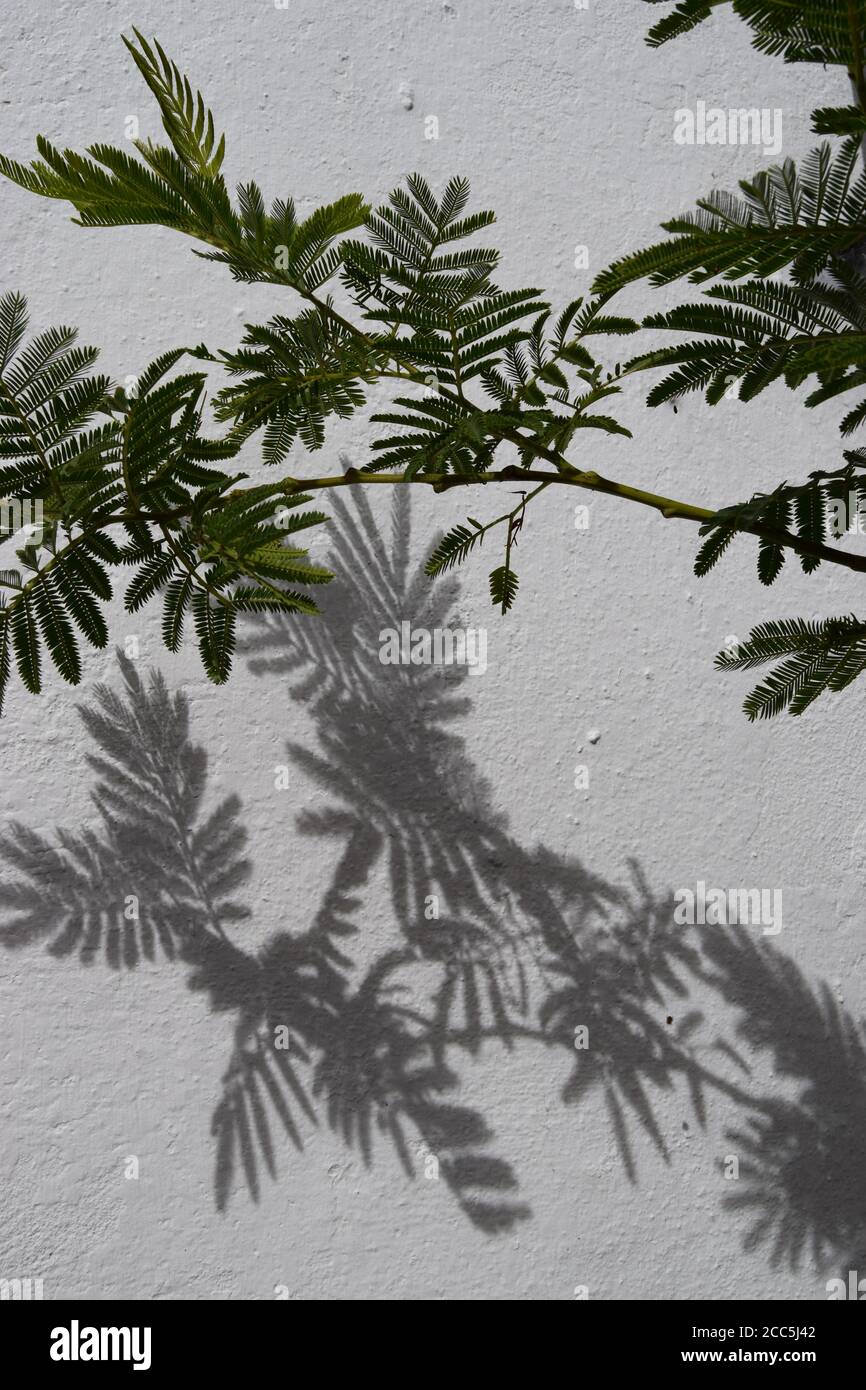 Tree Fern Casting Shadow High Resolution Stock Photography and Images ...