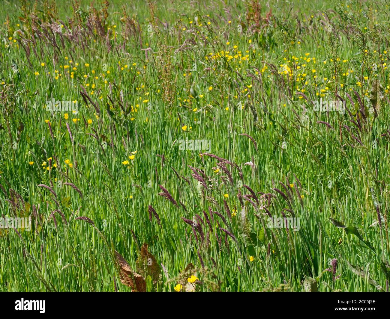 Long wild grass field hi-res stock photography and images - Alamy