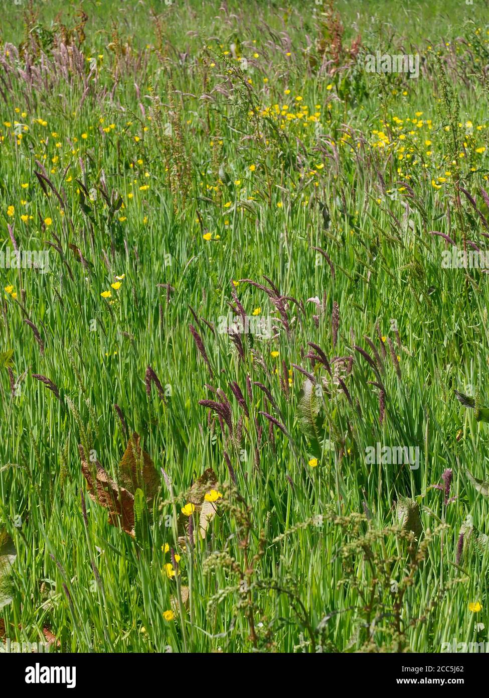 grassy field with long grass seed heads and buttercups Stock Photo - Alamy