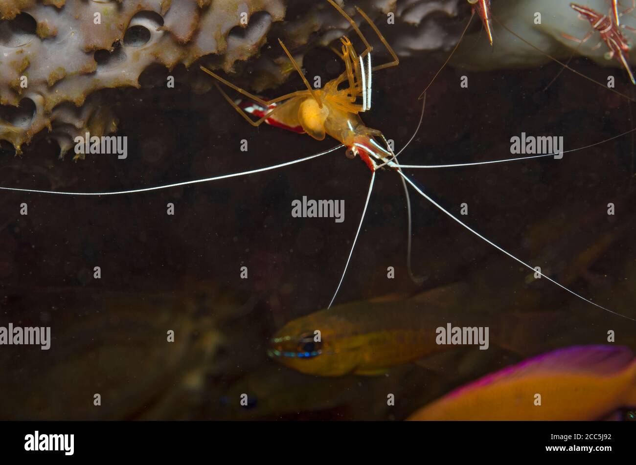 Skunk cleaner shrimp, Lysmata amboinensis, under coral reef, Tulamben ...