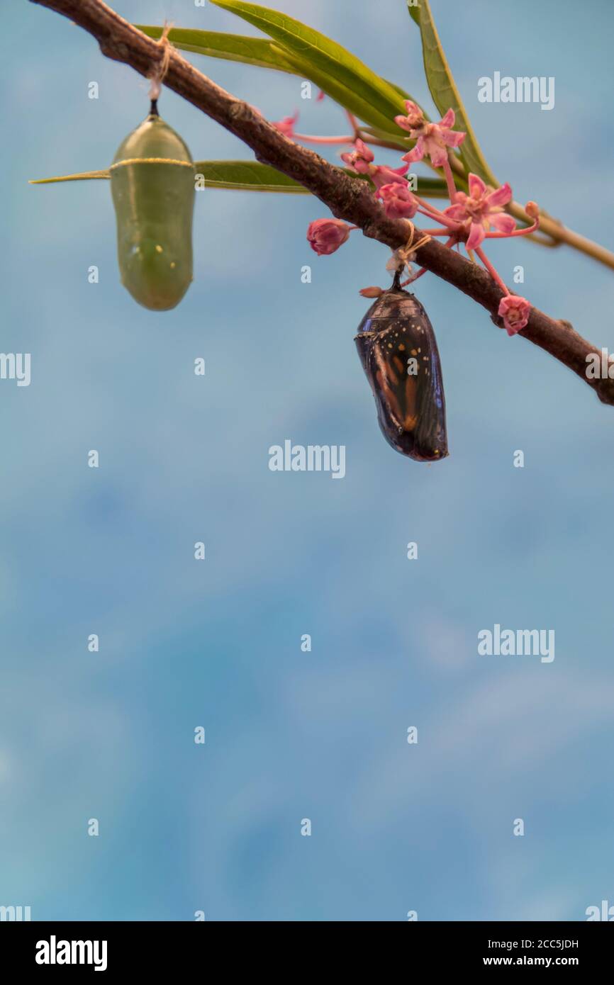 Monarch pupae stages hi-res stock photography and images - Alamy