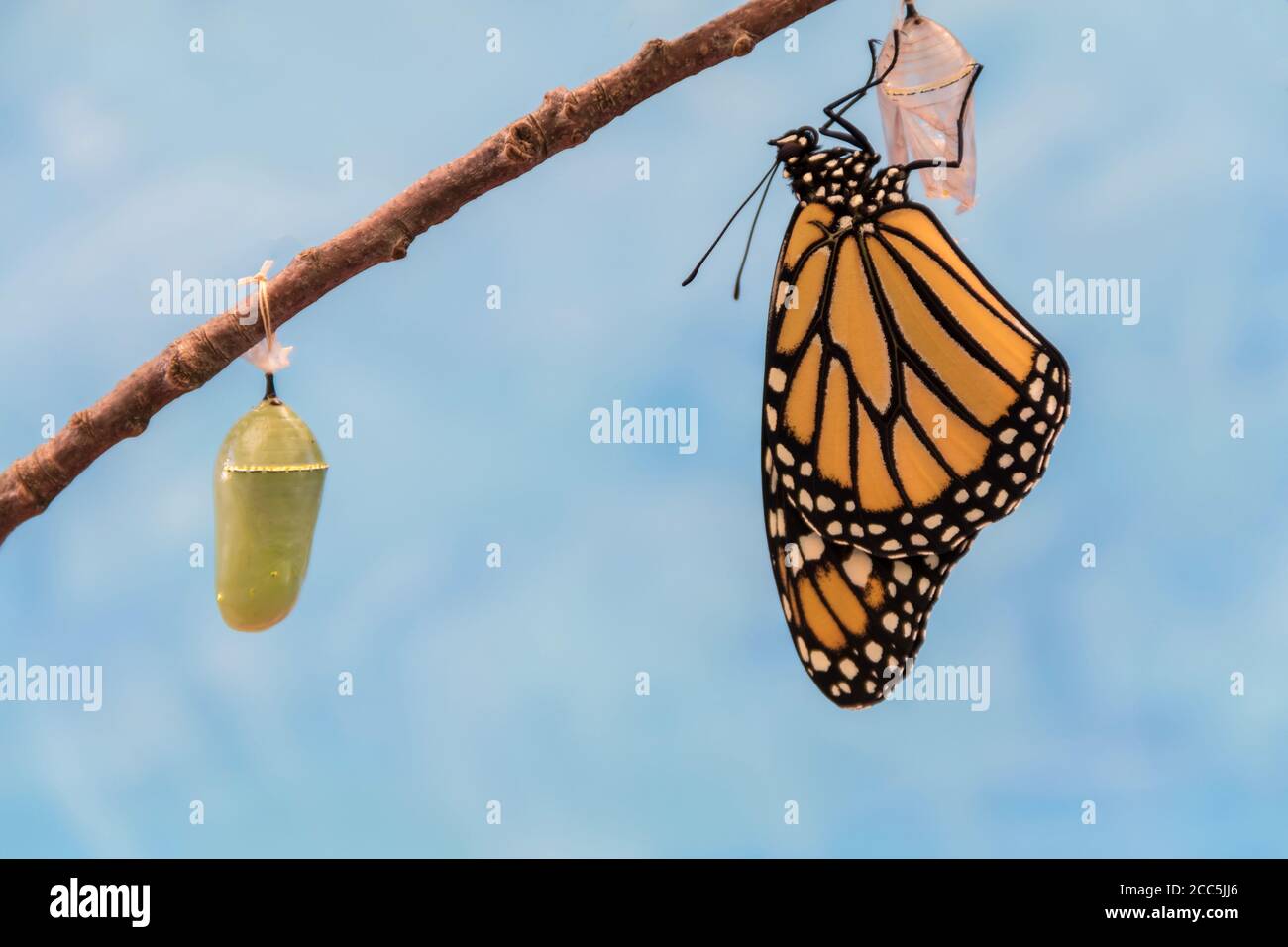 Green chrysalis hi-res stock photography and images - Alamy