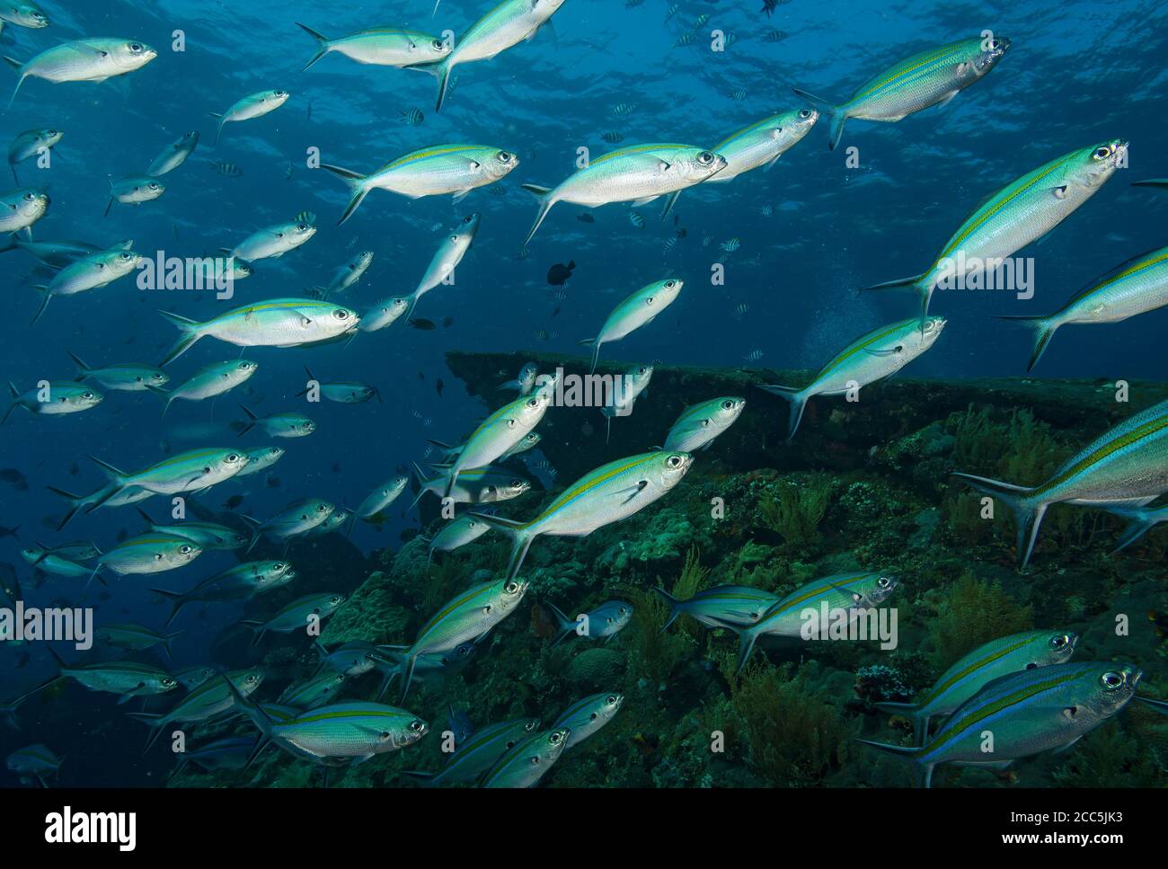 School of Variable-lined Fusilier fish, Caesio varilineata, swimming ...