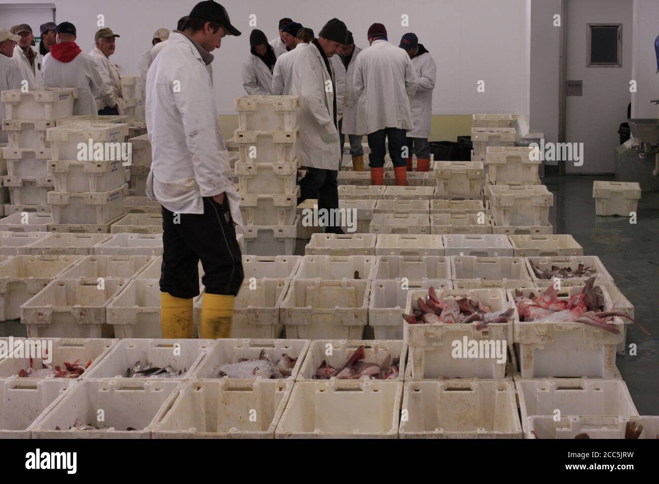 Wholesale fish market with buyers inspecting fish, Brixham, Devon, UK ...