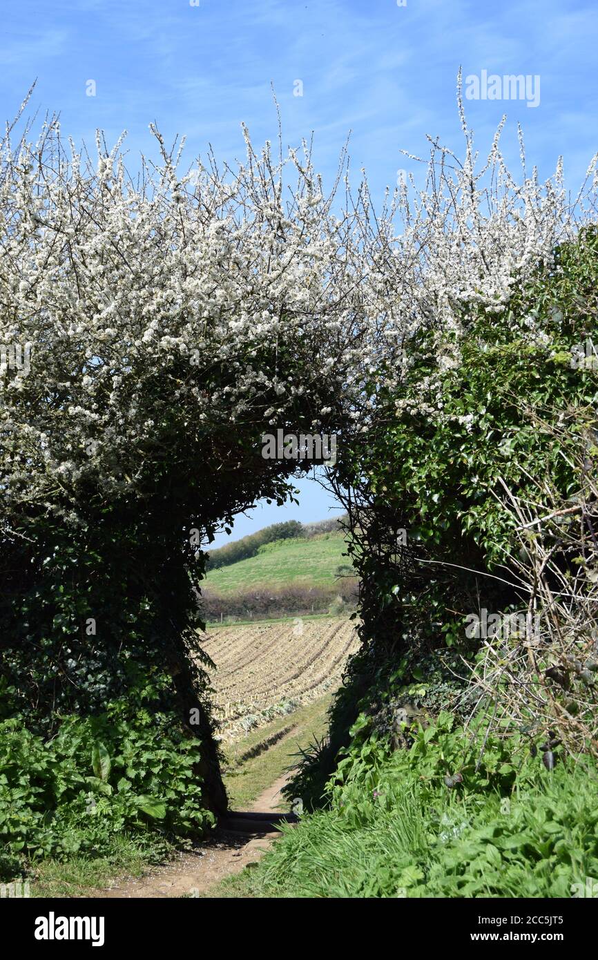 Gap in the hedge hi-res stock photography and images - Alamy