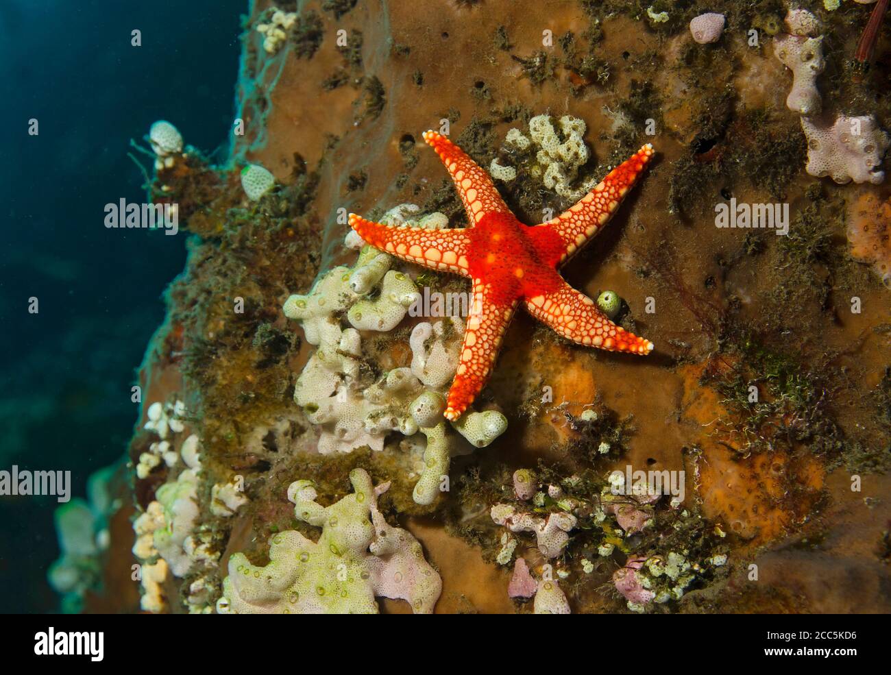Starfish coral reef hi-res stock photography and images - Alamy