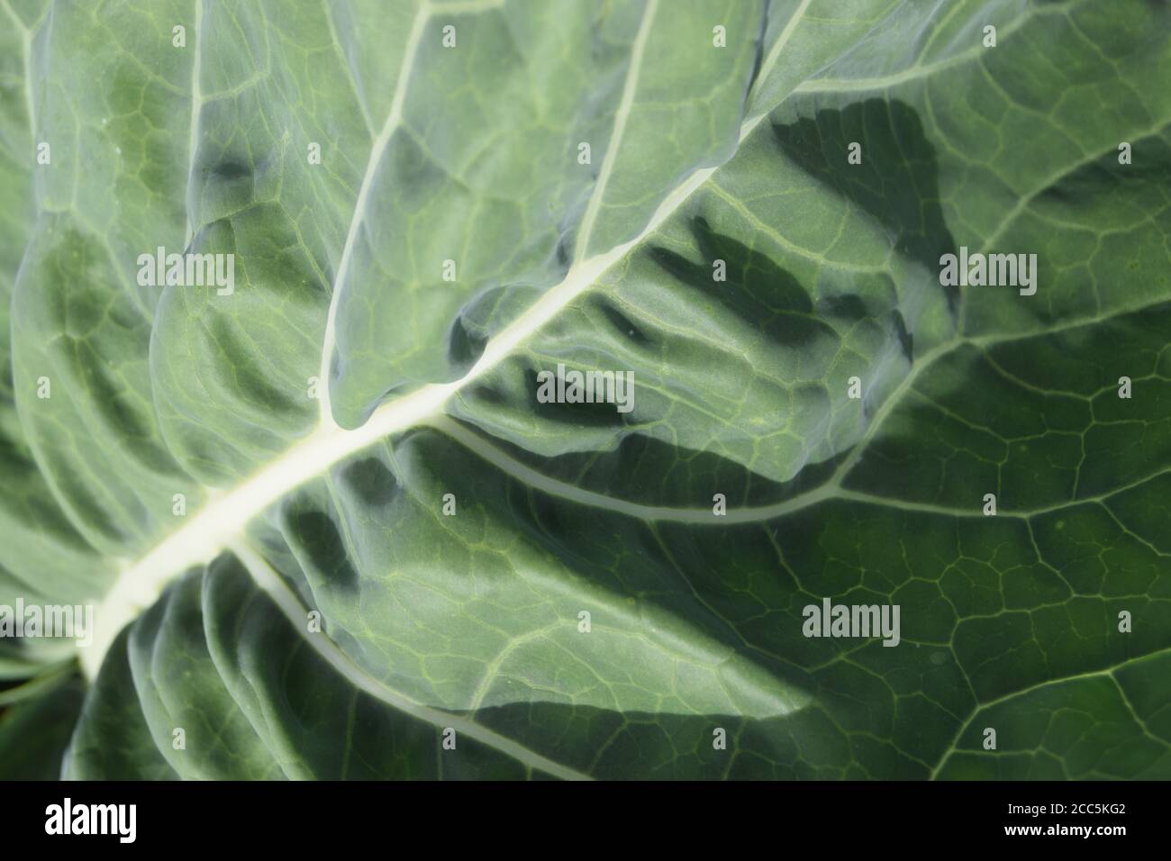Leaf in Sun and Shade Stock Photo - Alamy