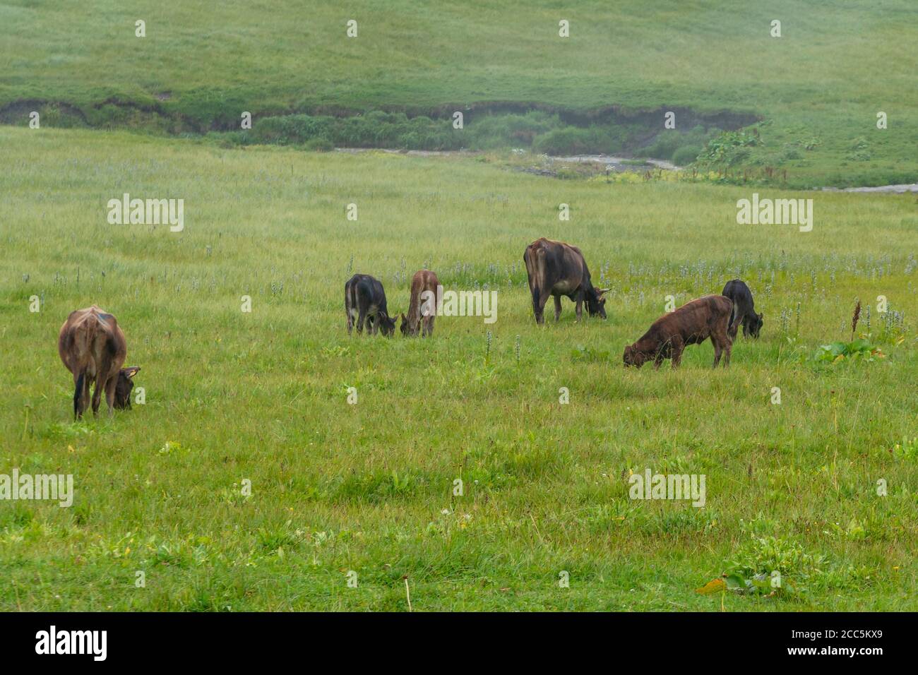 Lots of cows hi-res stock photography and images - Alamy