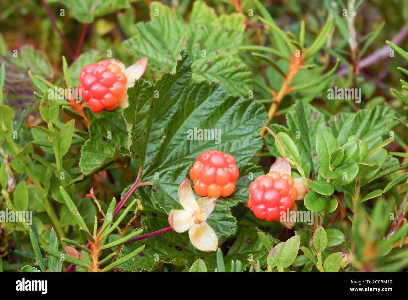 Cloudberry berries hi-res stock photography and images - Alamy